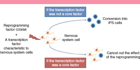 Newsletter Vol.3 - Center for iPS Cell Research and Application, Kyoto ...