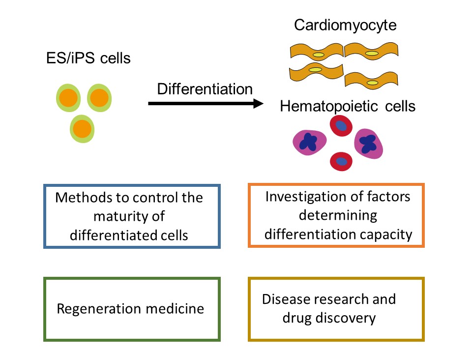 Research Overview | Yoshinori Yoshida (Associate Professor) | Principal ...